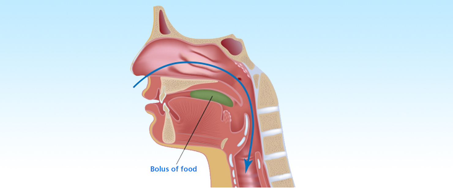 Videofluoroscopy assessment - South Tees Hospitals NHS Foundation Trust